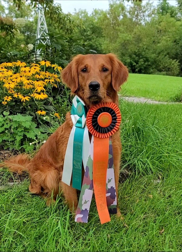 Rivereed Goldens – Golden Retrievers, Millington, Michigan