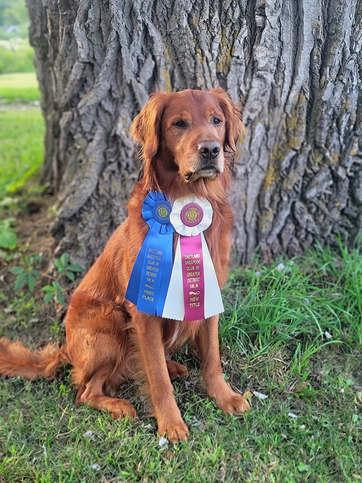 Rivereed Goldens – Golden Retrievers, Millington, Michigan